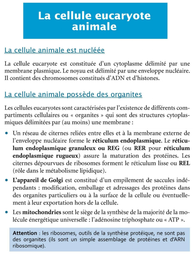 La Cellule Eucaryote | PDF