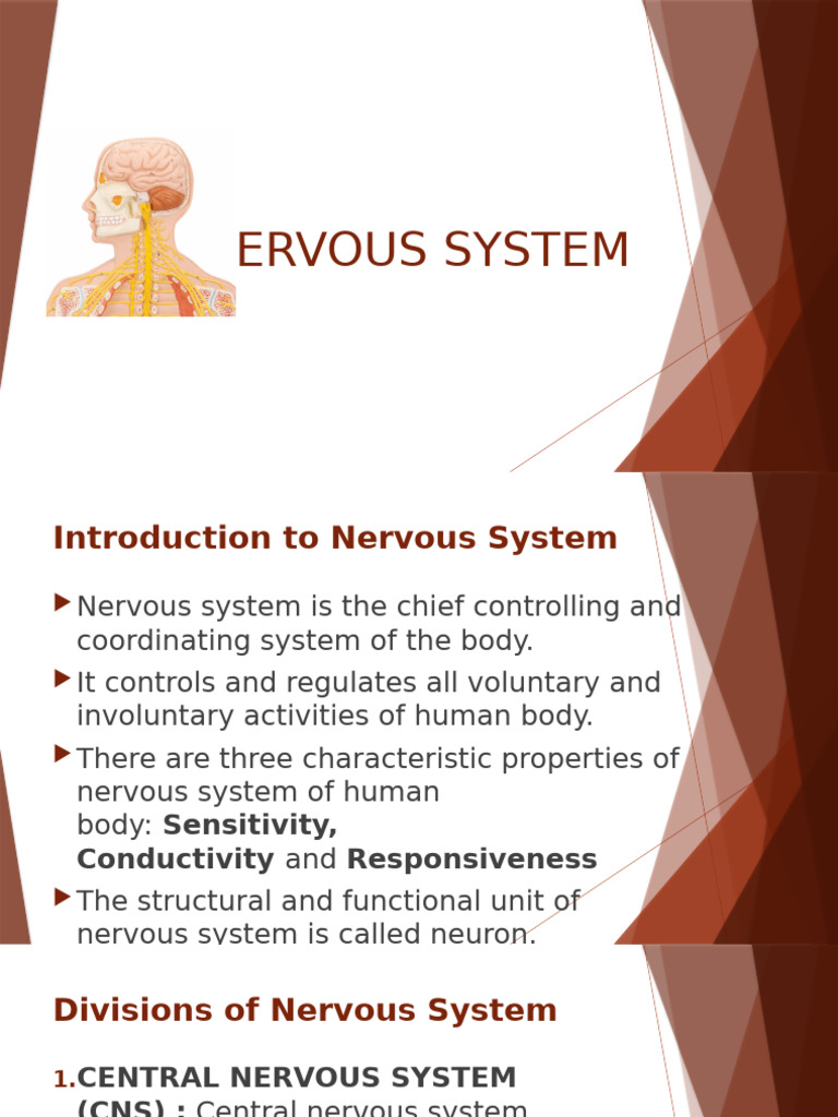Nervous System | PDF | Nervous System | Central Nervous System
