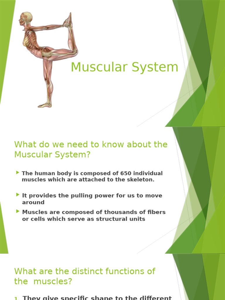 3. Muscular System | PDF | Muscle | Cardiac Muscle