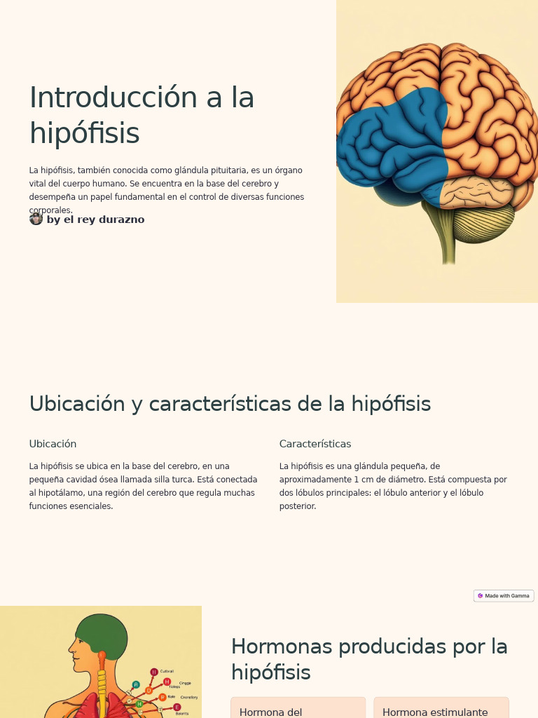 HIPOFISIS | PDF | Glándula pituitaria | Tiroides