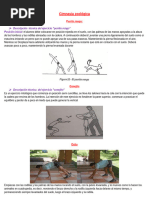 Prueba de Adams | PDF | La columna vertebral | Escoliosis