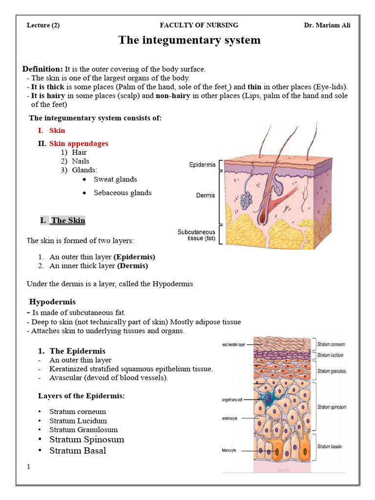 1731077346607 | PDF | Skin | Integumentary System