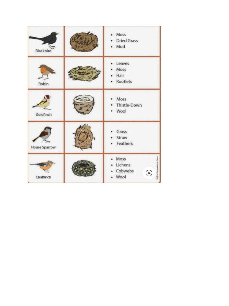 Birds and Homes | PDF