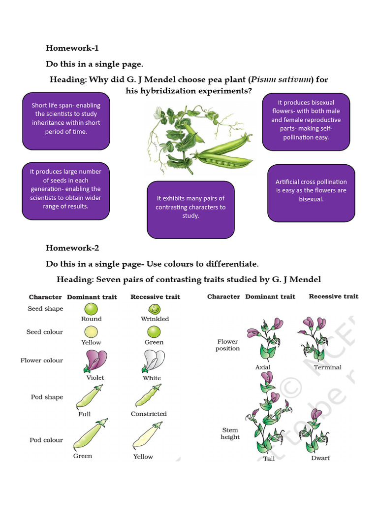 Homework Chapter-8 Heredity | PDF | Dominance (Genetics) | Genotype
