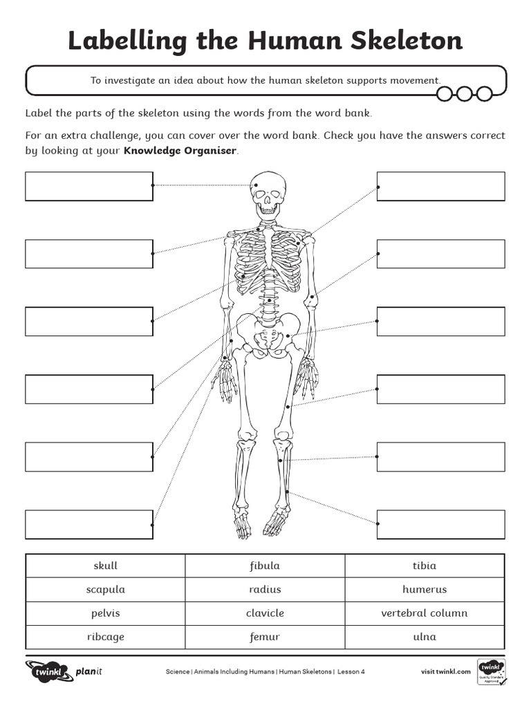 Labelling The Human Skeleton Activity Sheet - Black and White | PDF ...
