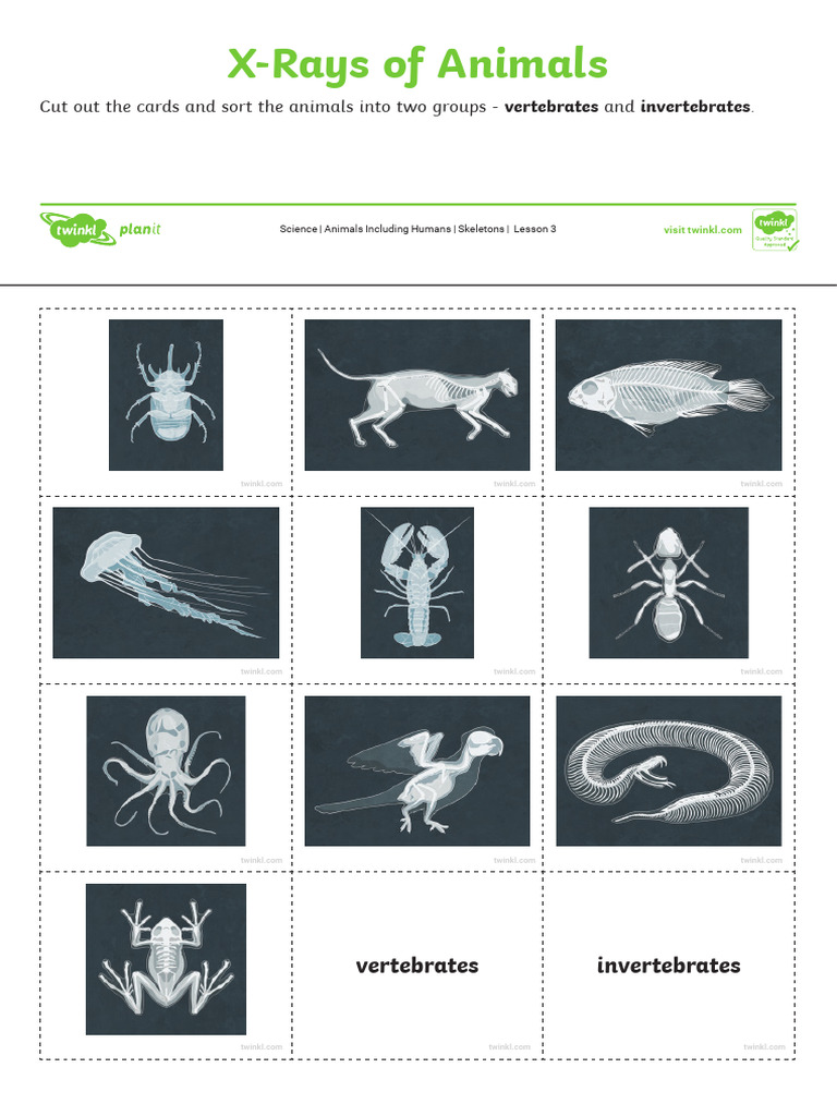 X-Ray Sorting of Vertebrates vs Invertebrates | PDF