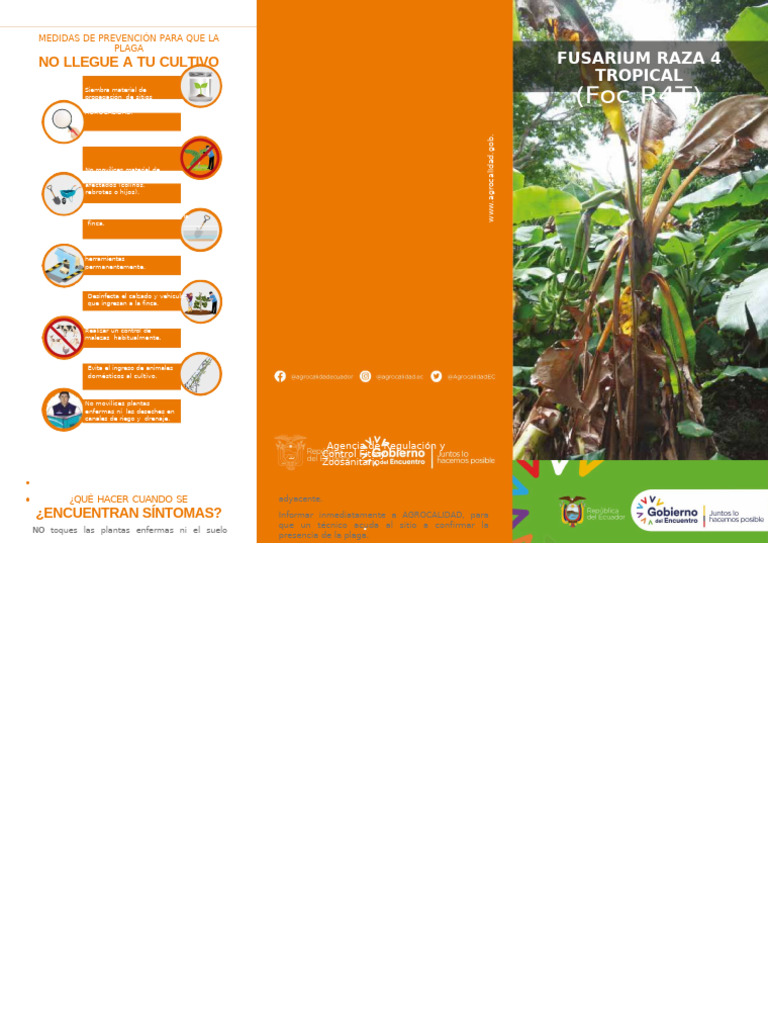 Tríptico-Fusarium Compressed | PDF | Botánica