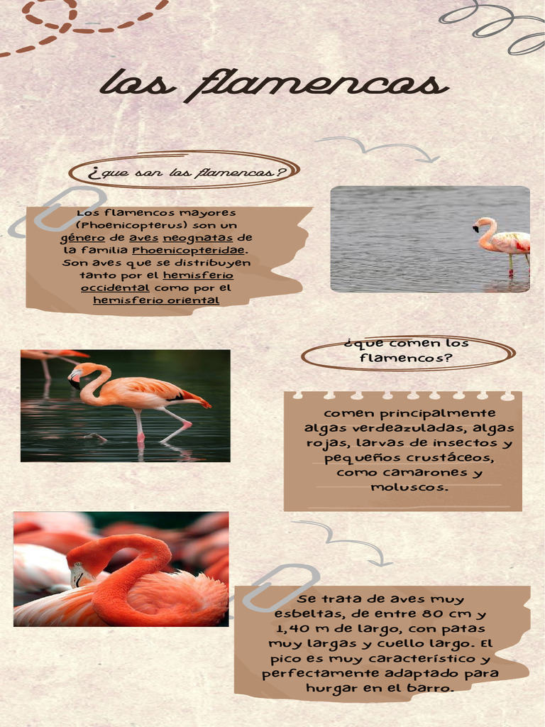 Infografia de Los Flamencos | PDF