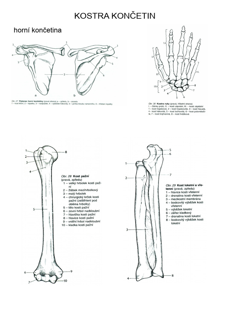 Httpsmoodle - Gykovy.czpluginfile - Php196316mod - Resourcecontent2kostra20končetin20-20obrázky ...