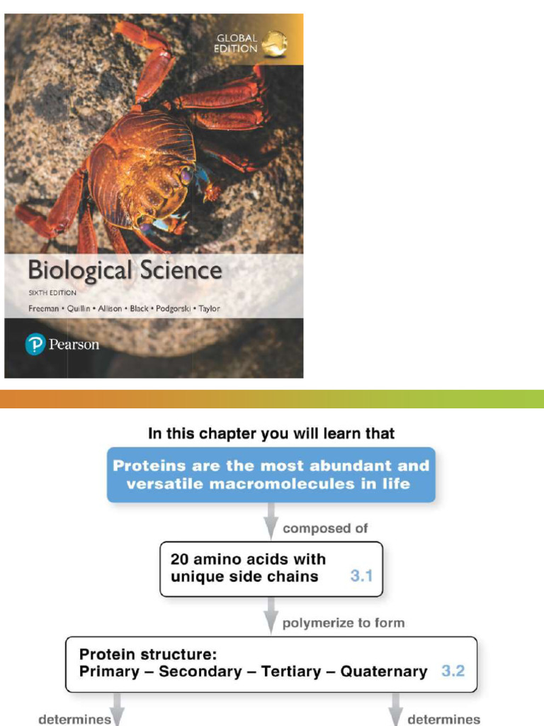03 Lecture Presentation | PDF | Protein Structure | Protein Folding
