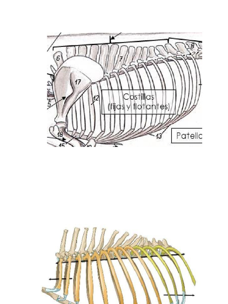 Torax Animales | PDF