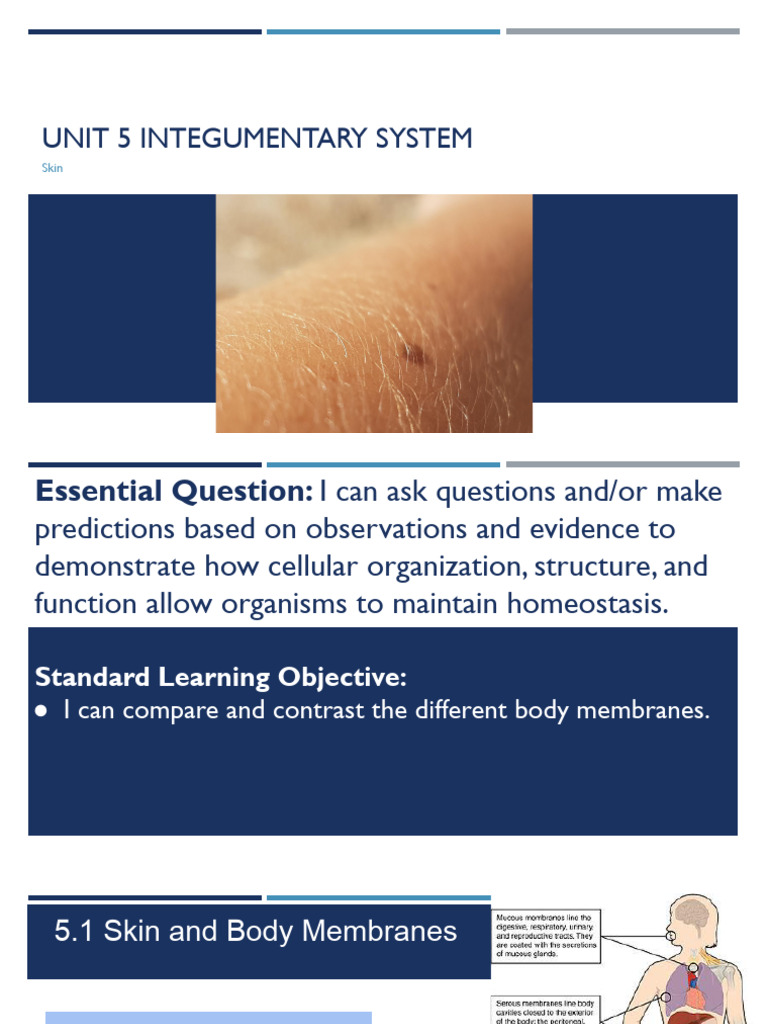 Understanding Skin and Body Membranes | PDF | Skin | Epithelium