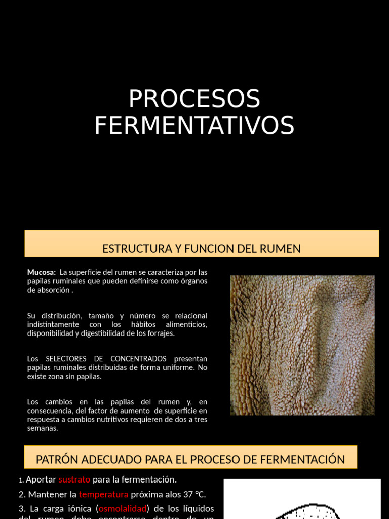 Estructura y Función del Rumen | PDF | Digestión | Alimentos