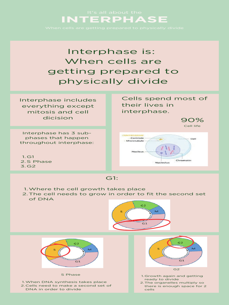 Interphase Infographic - Biology Noor Fatima | PDF