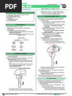 Butler Neural Mobilization | PDF | Nervous System | Nerve