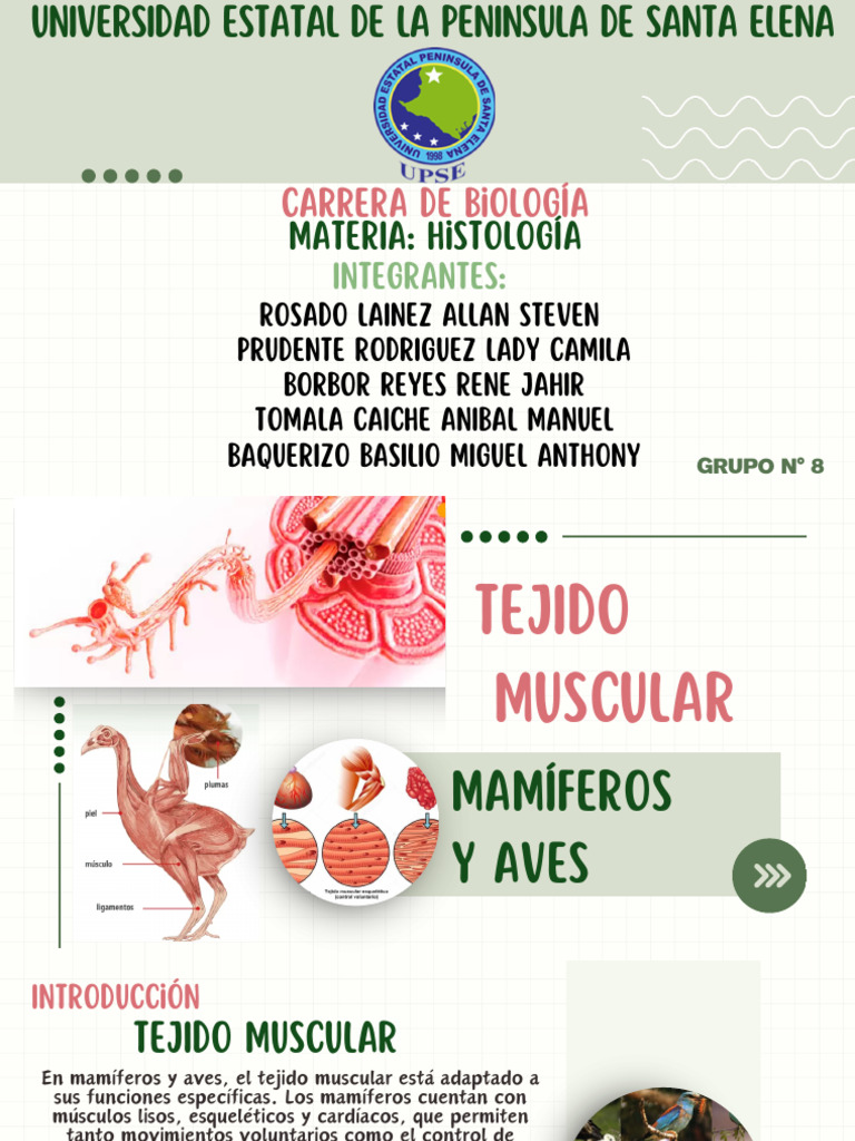 Tejido Muscular en Mamíferos y Aves | PDF | Músculo | Anatomía