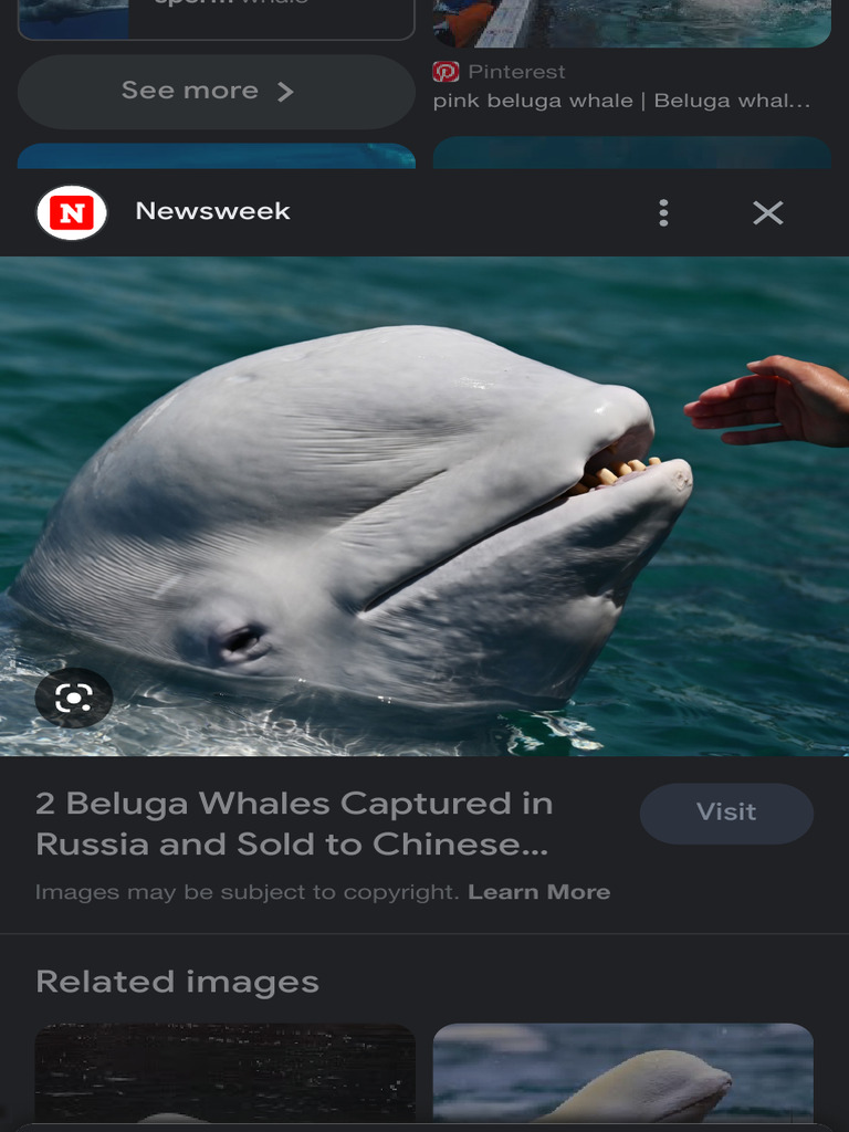 Beluga Whale - Google Search | PDF