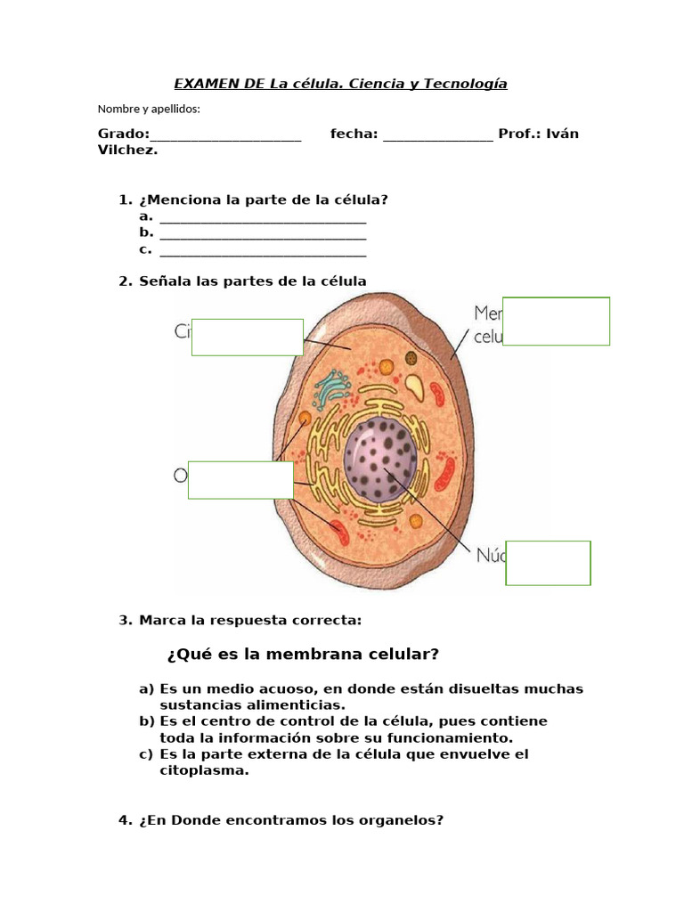 Examen sobre la Célula y sus Partes | PDF