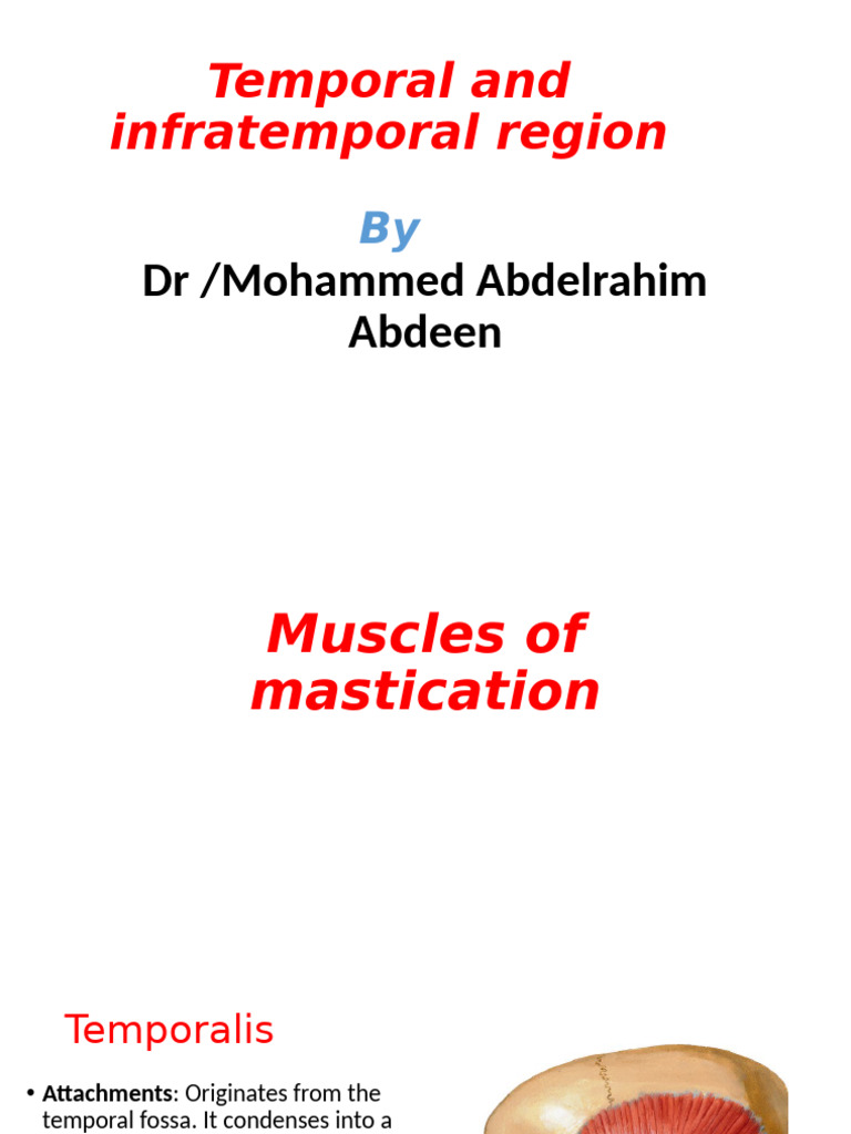 Temporal and Infratemporal Region | PDF | Human Anatomy | Human Head ...