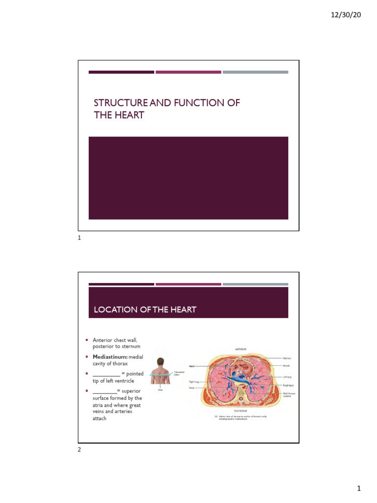 Study Guide 11 | PDF | Heart | Atrium (Heart)