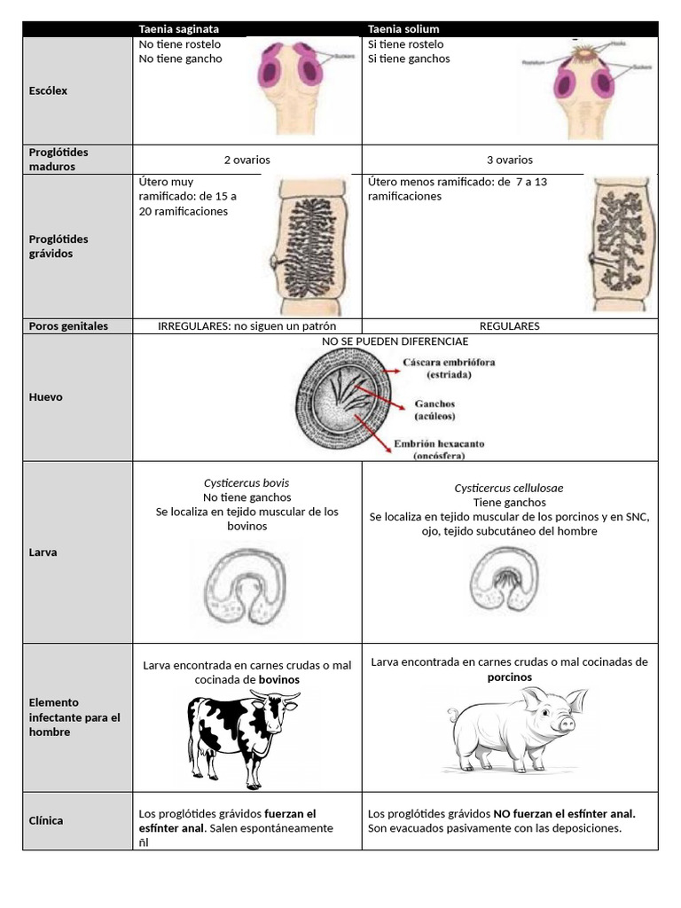 Resumen Taenias | PDF