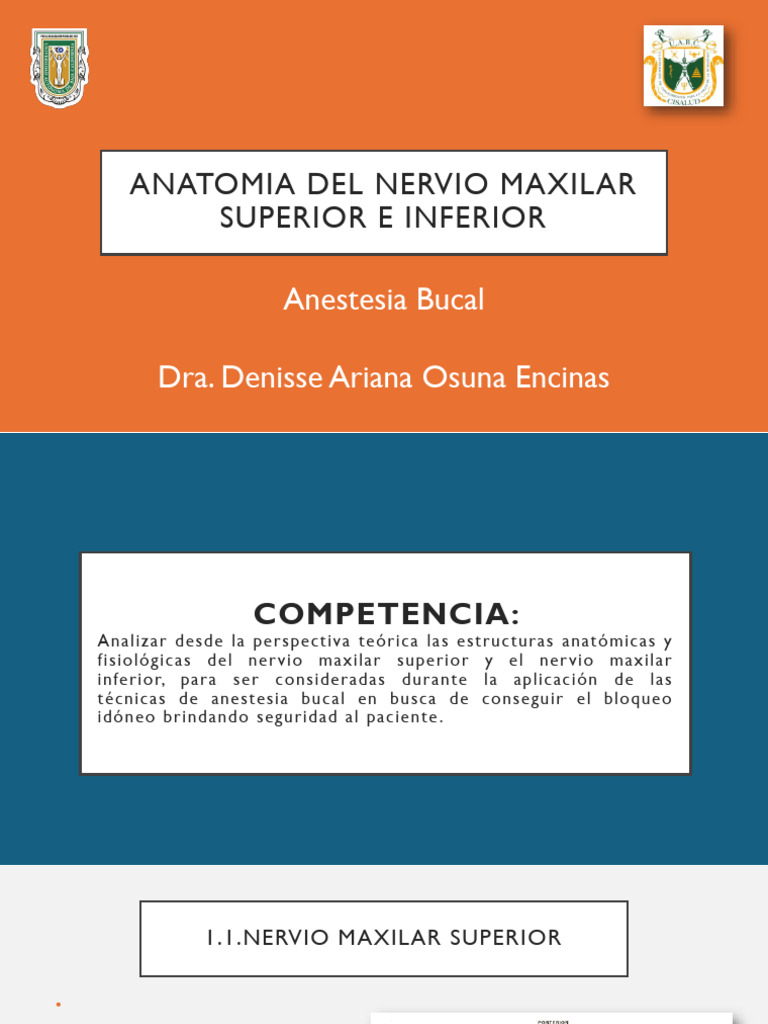 Anatomía del Nervio Maxilar Superior | PDF | Cabeza y cuello humanos | Cara