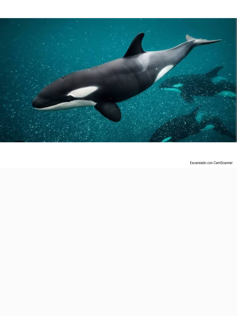 Orca | PDF