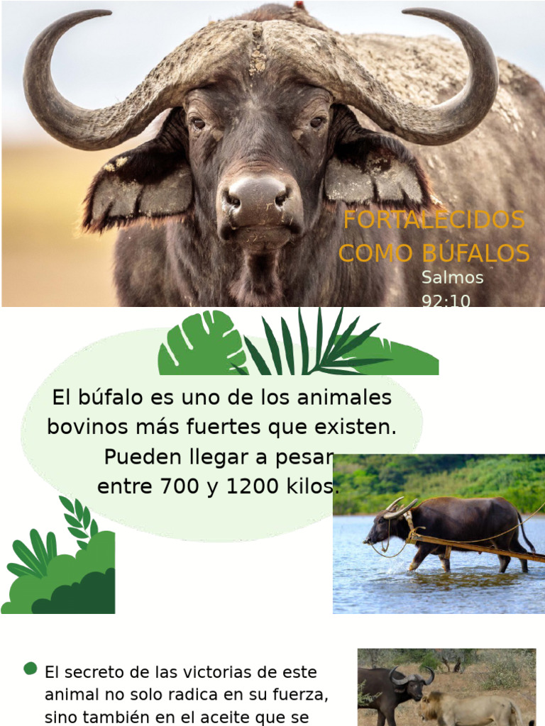 Búfalo | PDF