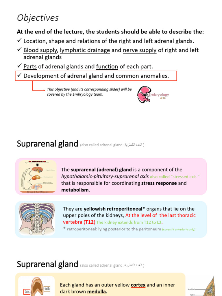 Anatomy and Function of Adrenal Glands | PDF | Adrenal Gland | Kidney