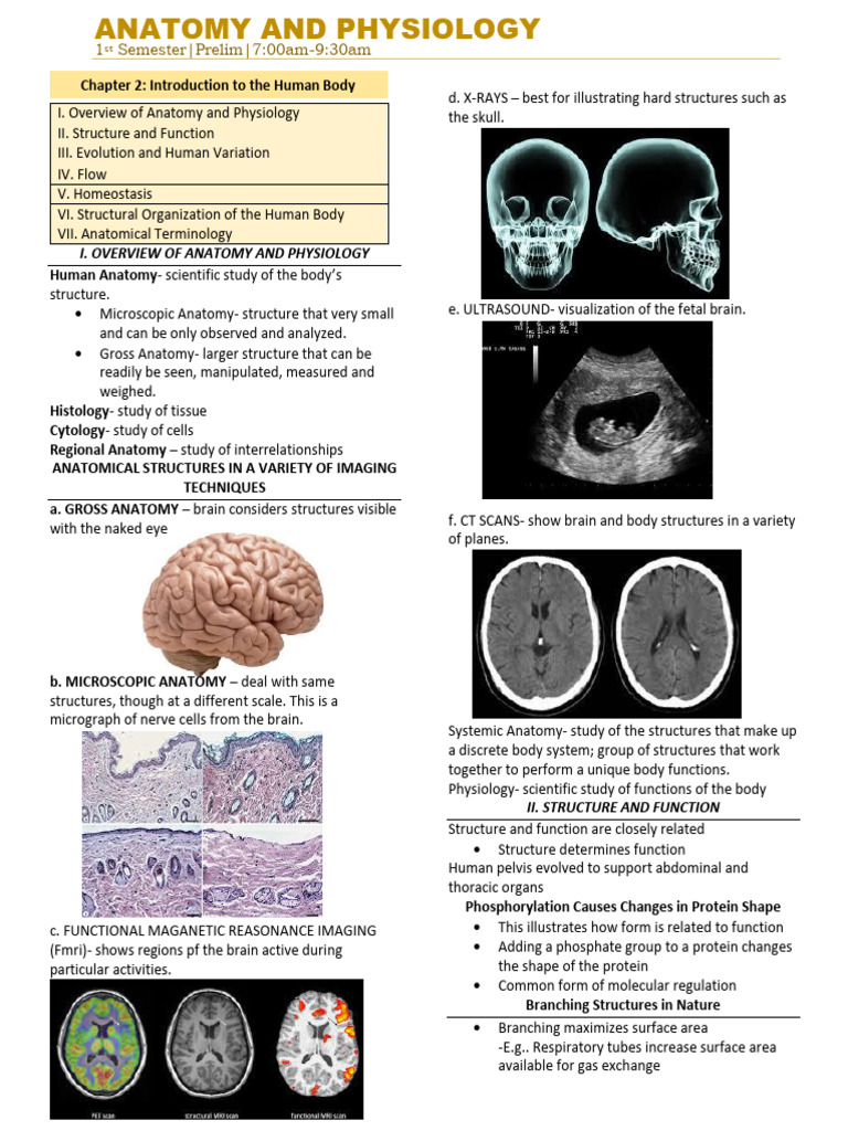 Anaphy Notes | PDF | Epithelium | Bone