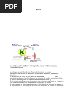 Reflejo Cremastérico: Definición y Ausencia | PDF