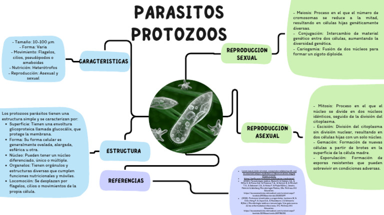 Diagrama De Celulas Protozoarias Reino Protista, Protozoario,