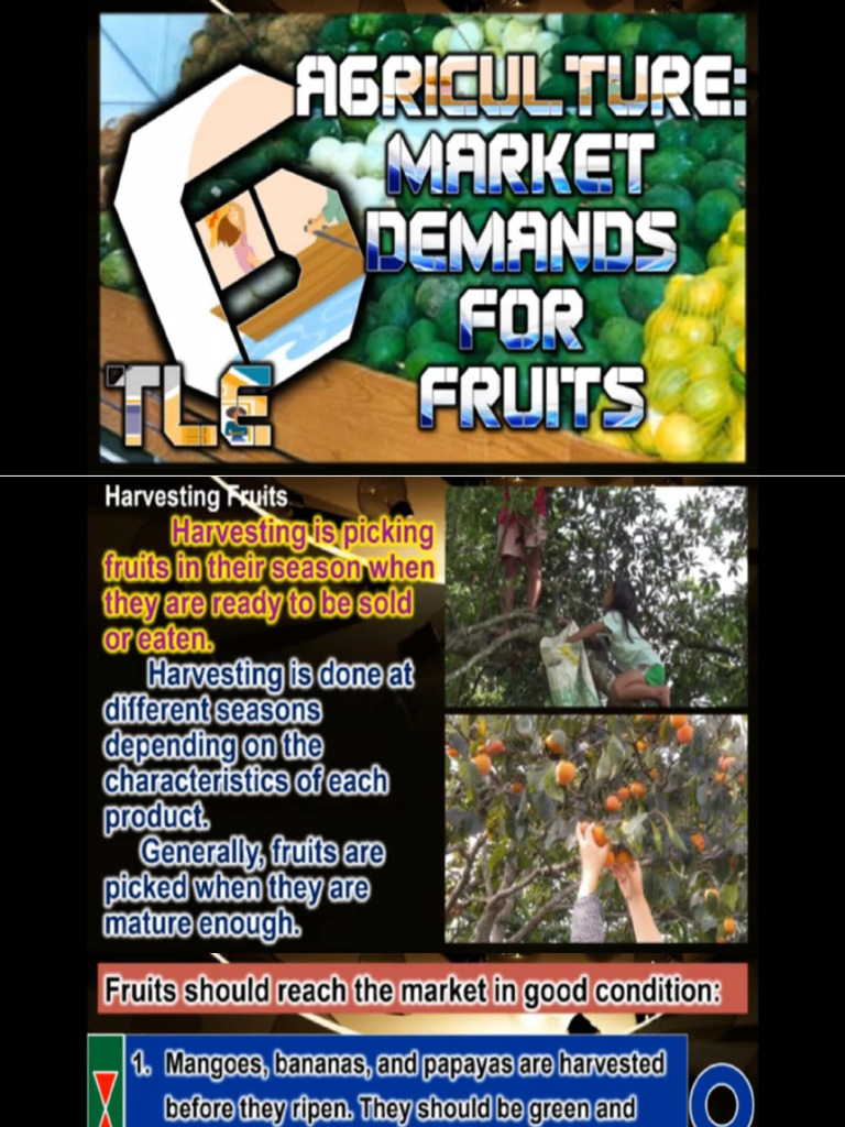 Rayan's Presentation | PDF