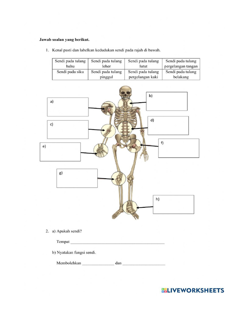 Sendi Dan Fungsi | PDF