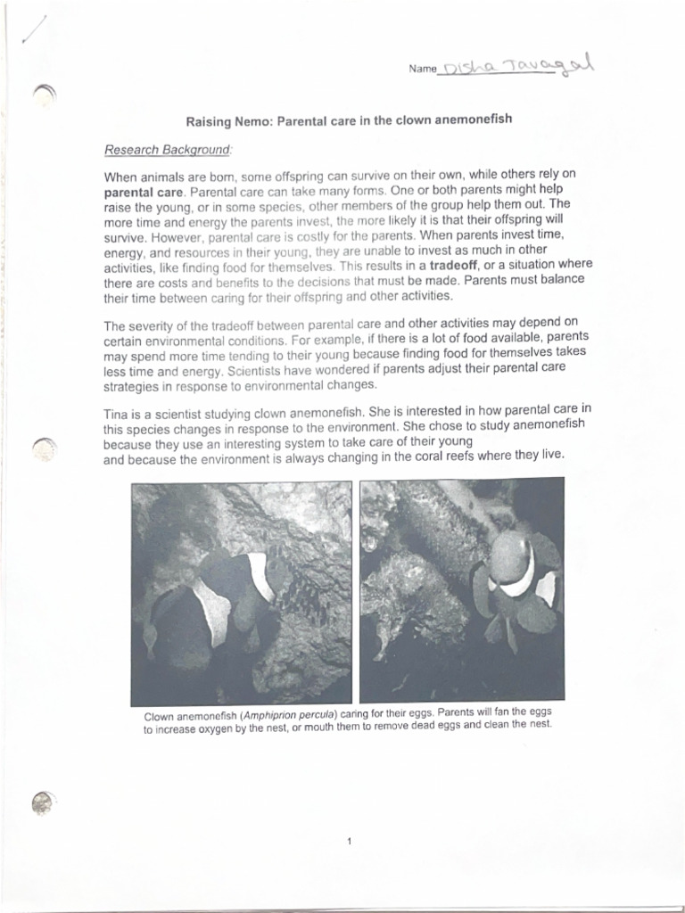 Raising Nemo Parental Care in The Clown Anemonefish | PDF