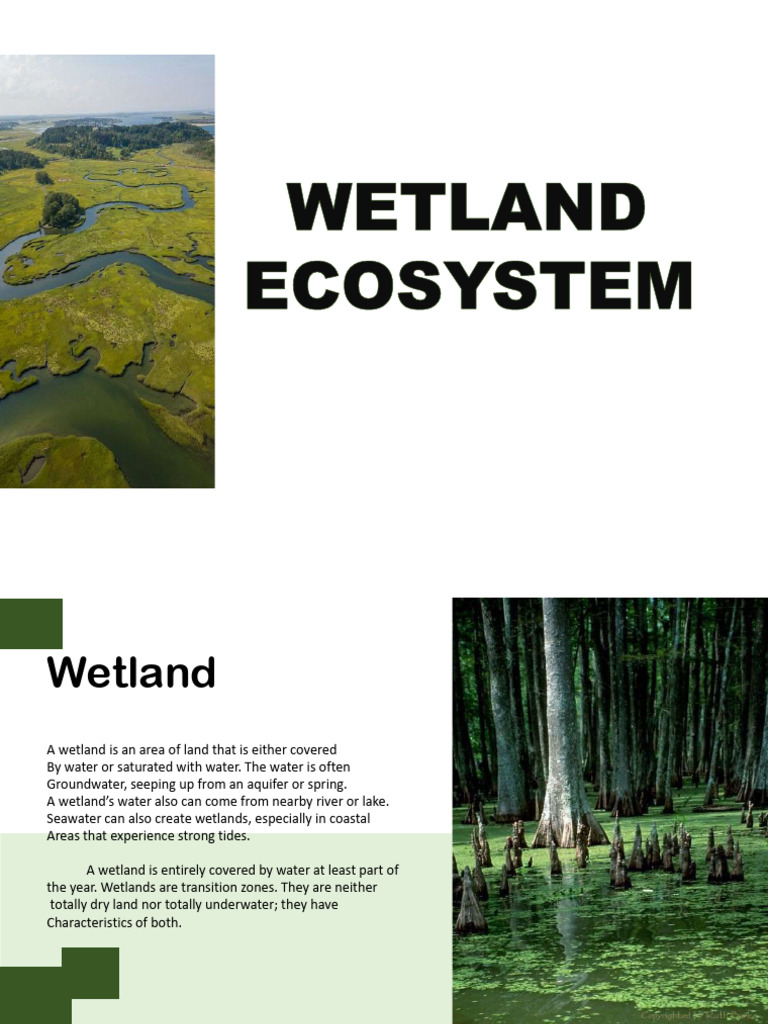 Wetlands | PDF | Wetland | Marsh