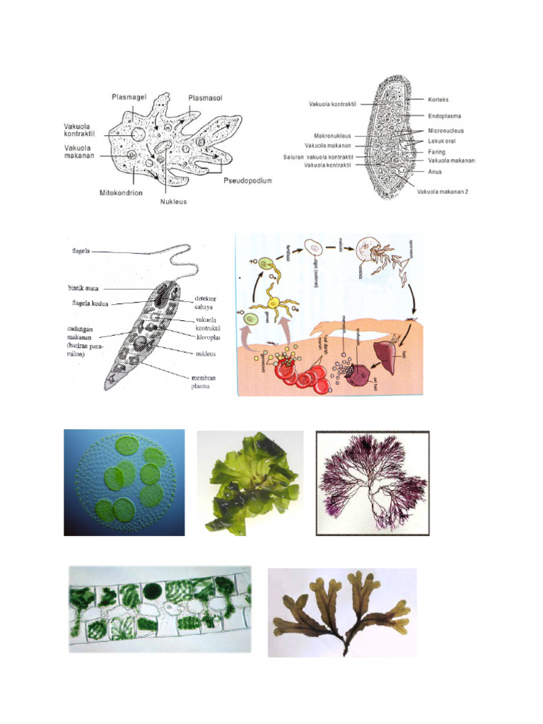 Foto Biologi | PDF