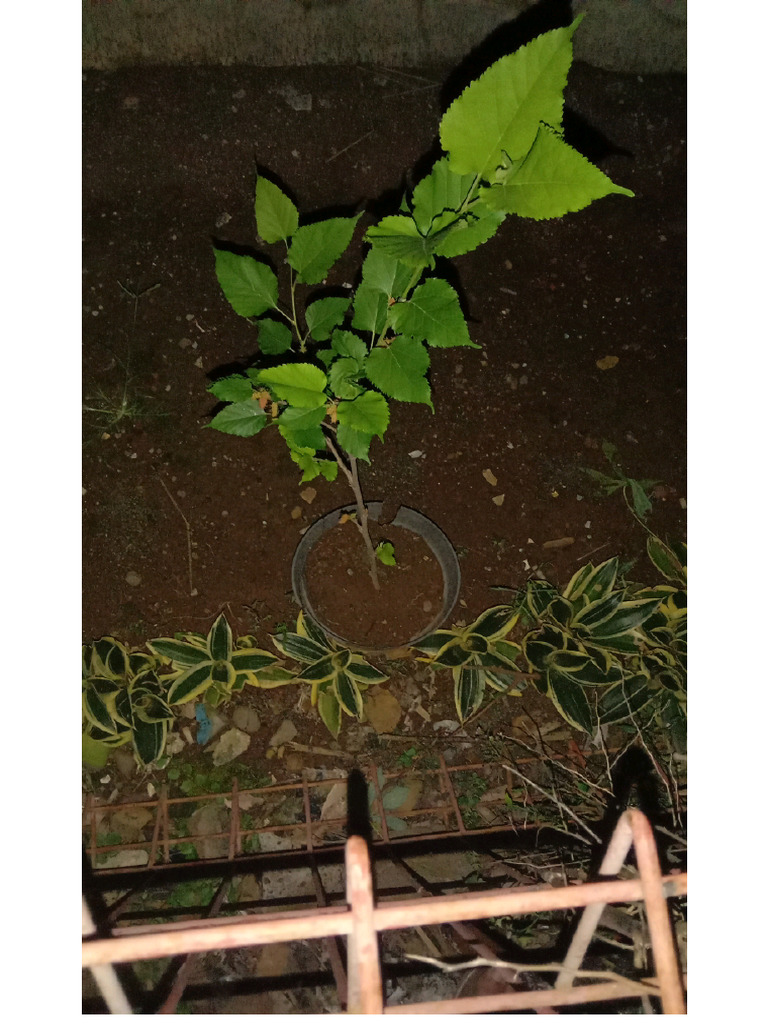 PDFF Upload Scib | PDF