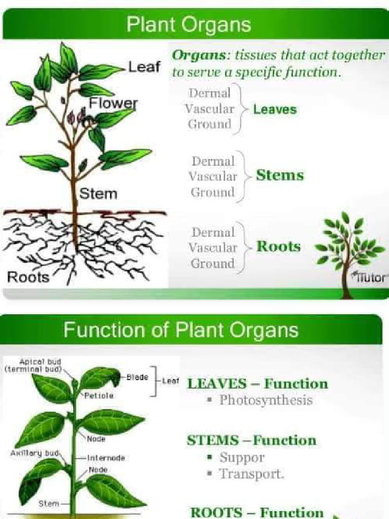 Plant Organ | PDF