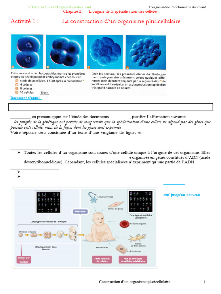 2nde SVT-Th1.1 - Ch2 - Act.1 - Construction D'un Organisme Pluricellulaire | PDF | Cellule ...