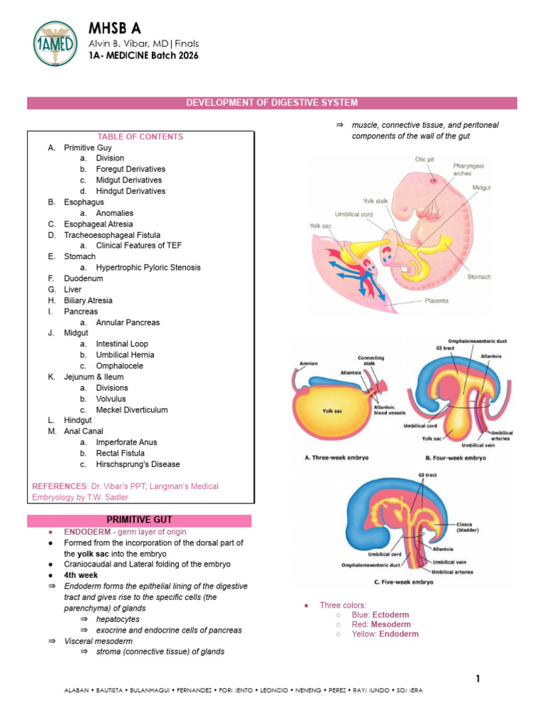03 Development of Digestive System | PDF | Pancreas | Gastrointestinal ...