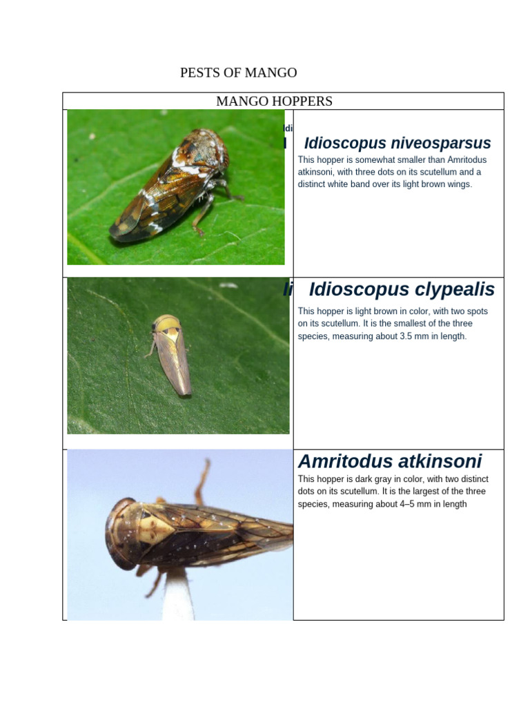 Mango Hopper Life Cycle and Species | PDF
