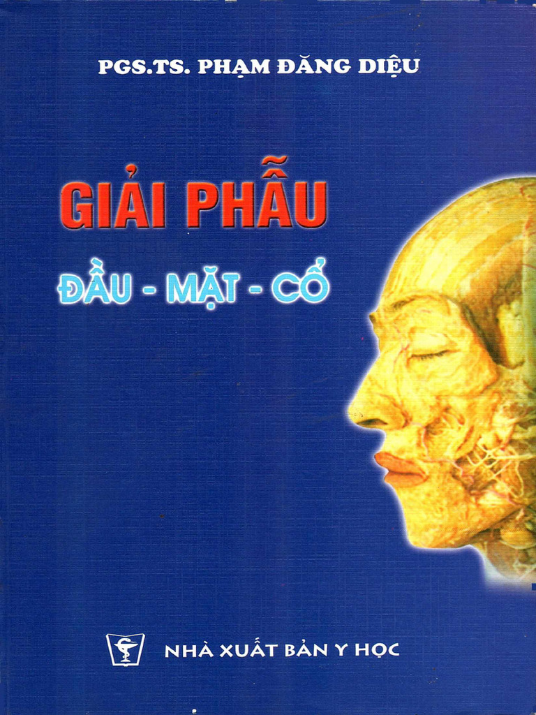 Giai Phau Dau Mat Co | PDF