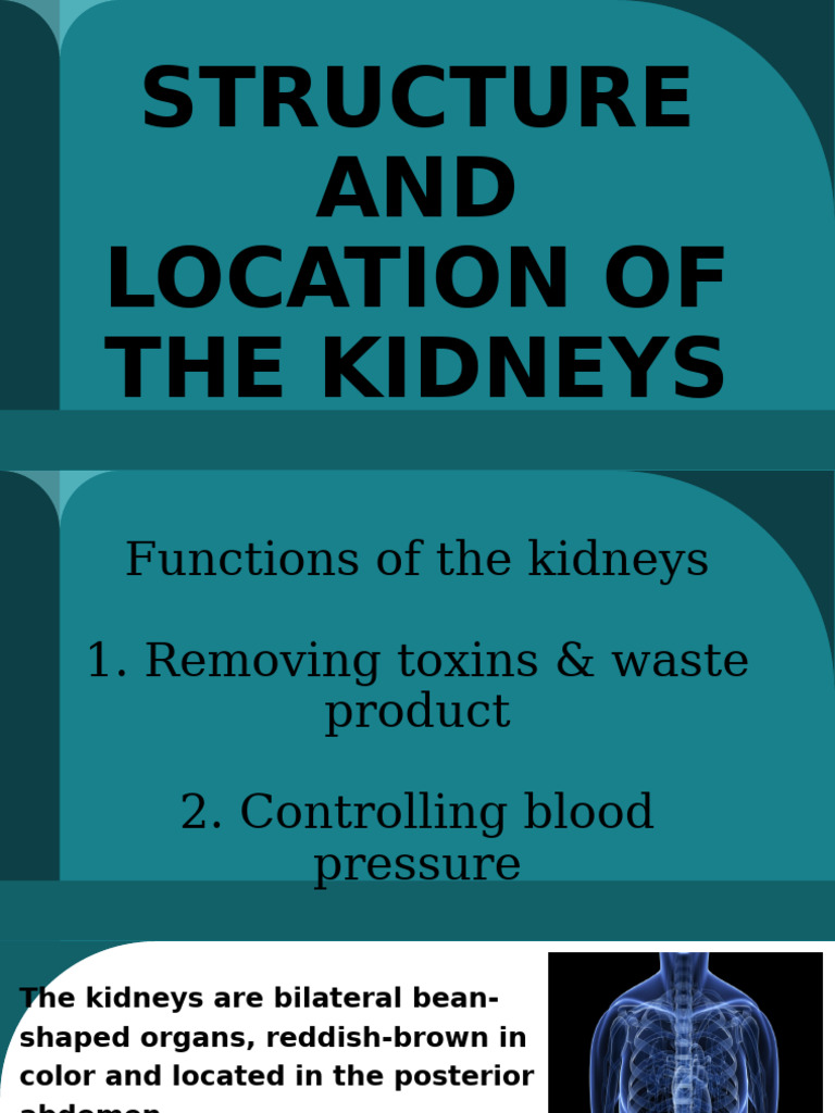 Structure and Location of The Kidneys | PDF | Kidney | Animal Anatomy