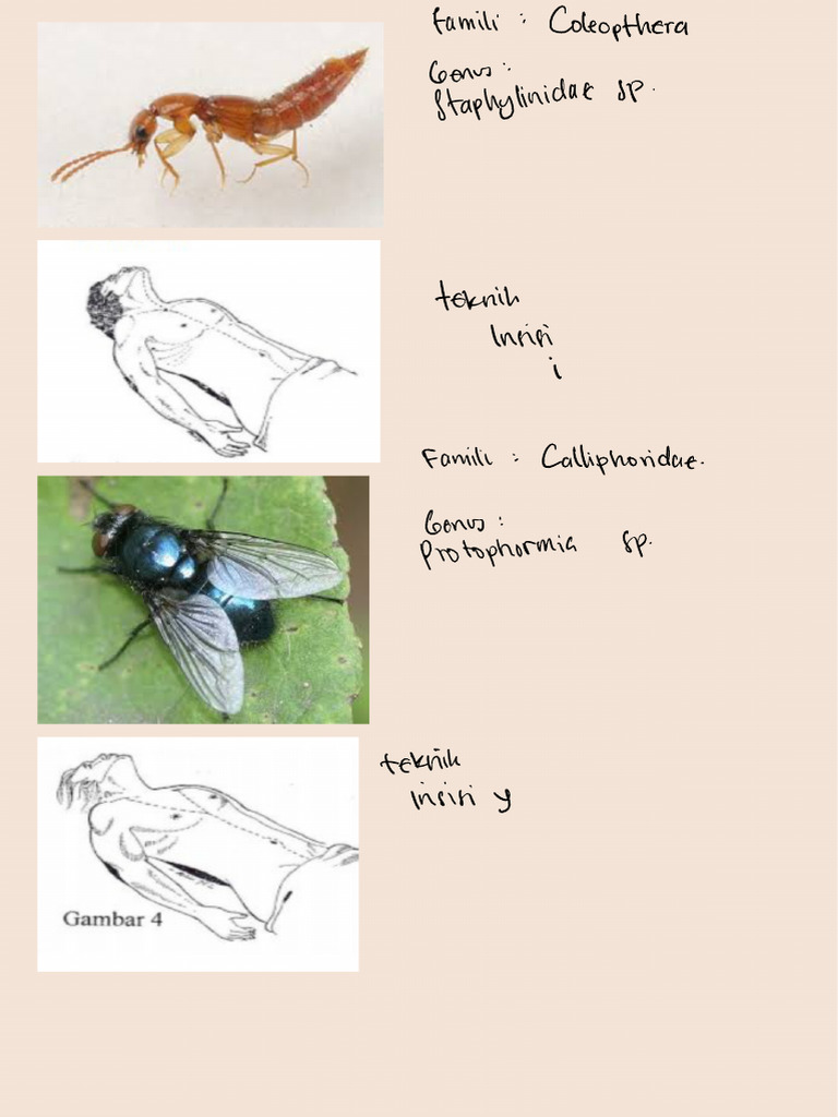 Latihan Prak 6 - 240726 - 023637 | PDF | Insects