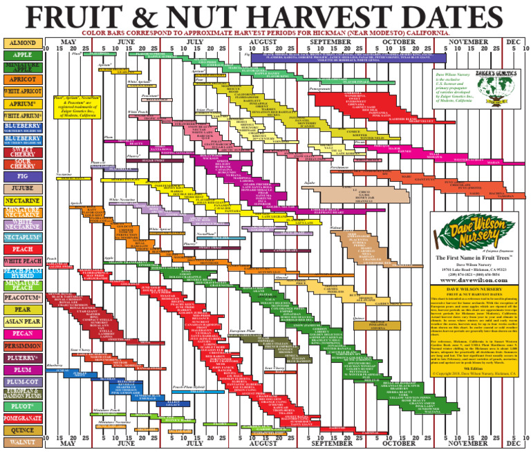 Fruit Tree Harvest Calendar | PDF | Peach | Apple