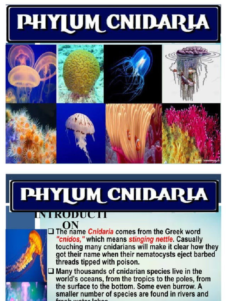 Cnidaria | PDF