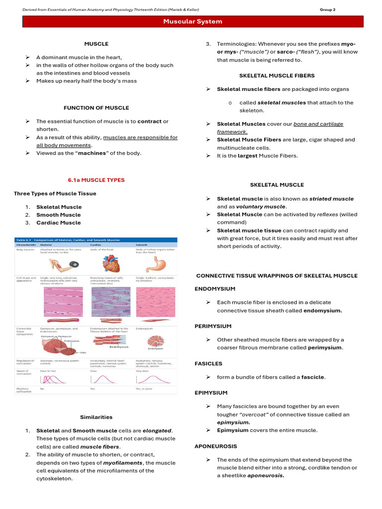 Grp2 Muscular System-Reviewer | PDF | Muscle Contraction | Anatomical ...