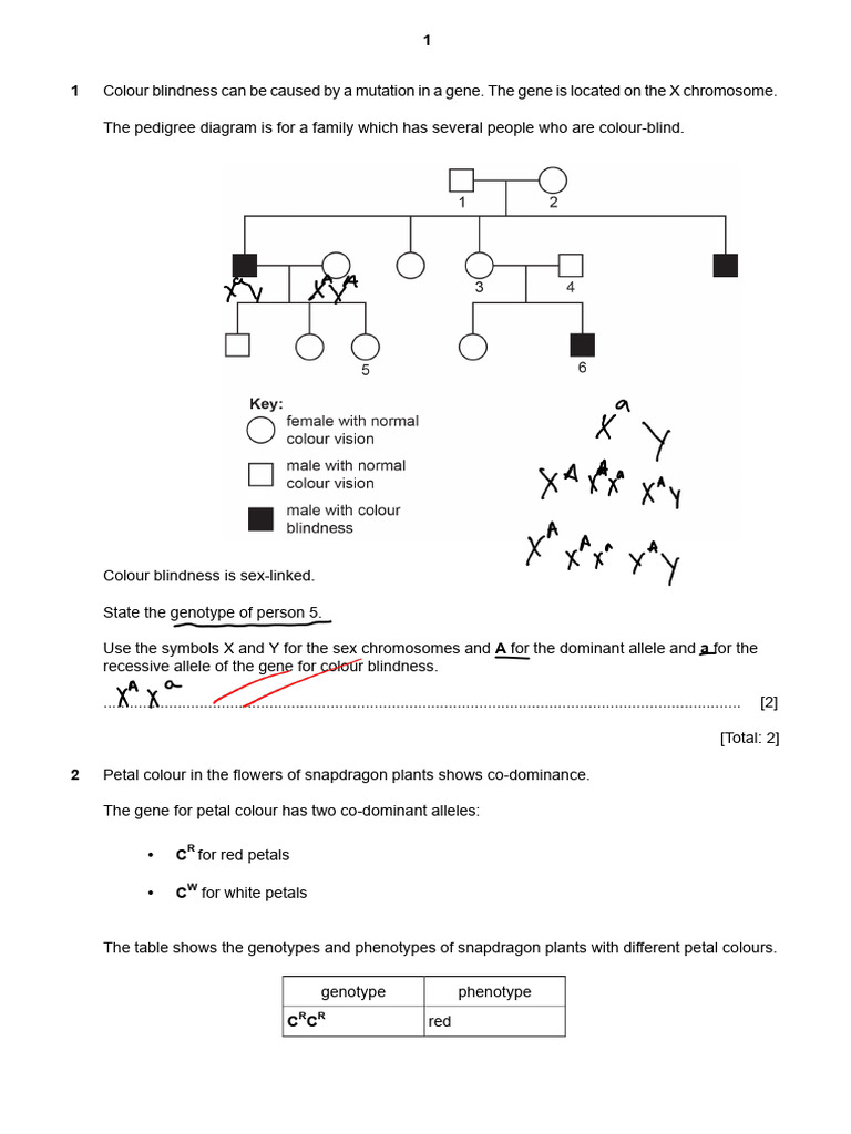 Genetics of Colour Blindness and Snapdragon Flowers | PDF | Dominance ...