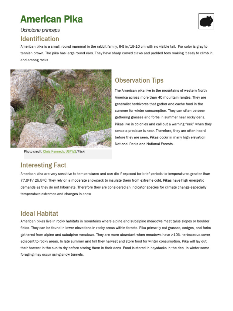 American-Pika | PDF | Ecology